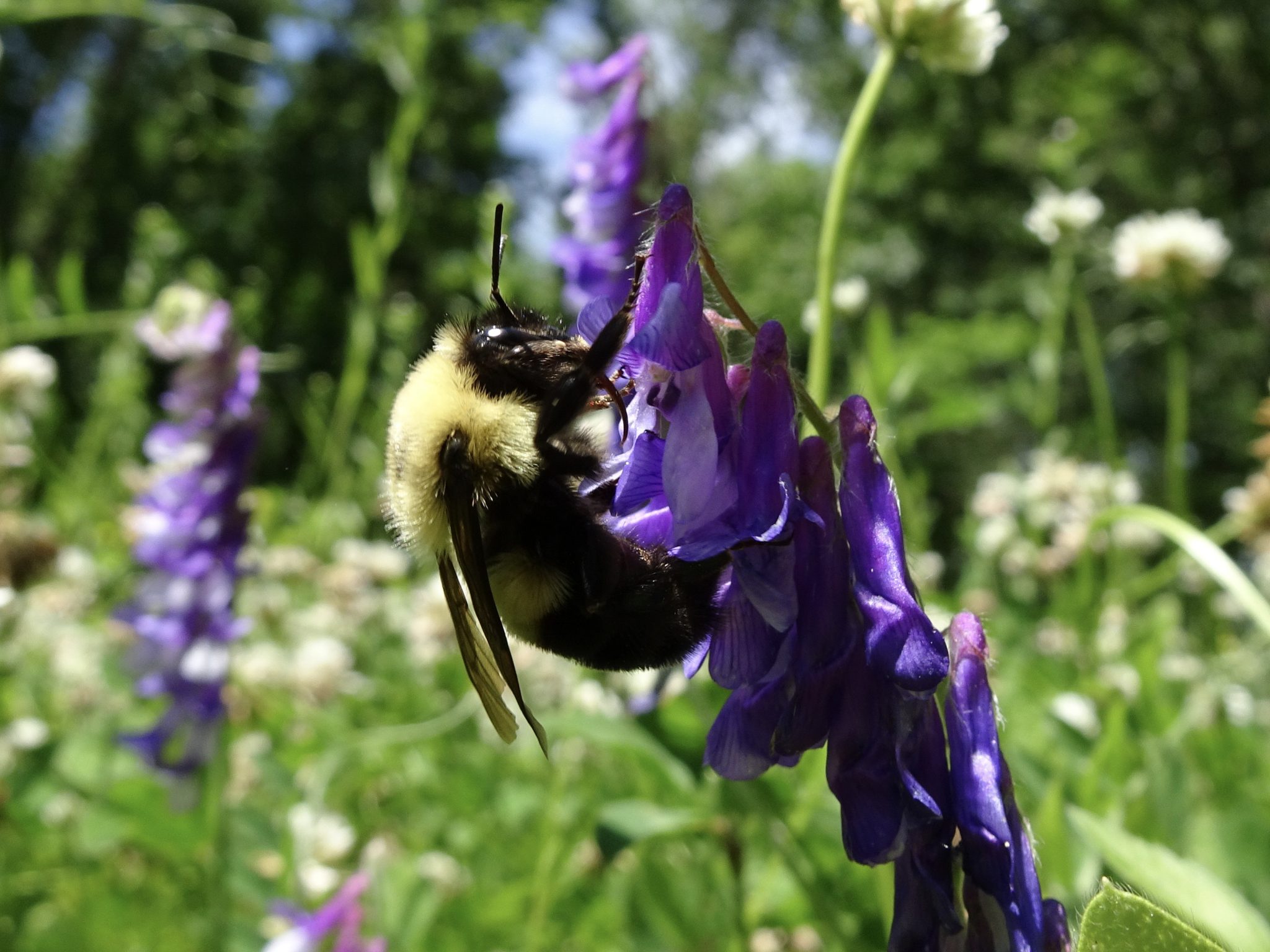 Southwest Michigan Bee Watch – | Kalamazoo College